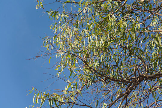 Imágenes de Ramaje: descubre bancos de fotos, ilustraciones, vectores y ...