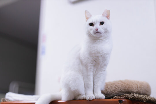 รูปภาพWhitecat – เลือกดูภาพถ่ายสต็อก เวกเตอร์ และวิดีโอ641 | Adobe Stock