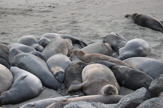 「Pachiderma」の画像 - 752 件の Stock 写真、ベクターおよびビデオ | Adobe Stock