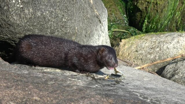 "American Mink" Images – Browse 914 Stock Photos, Vectors, and Video ...