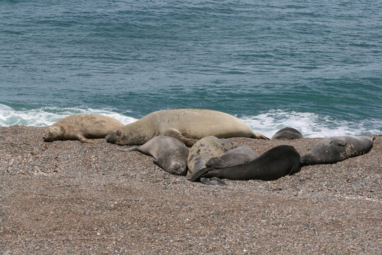 รูปภาพLeonina – เลือกดูภาพถ่ายสต็อก เวกเตอร์ และวิดีโอ2,366 | Adobe Stock