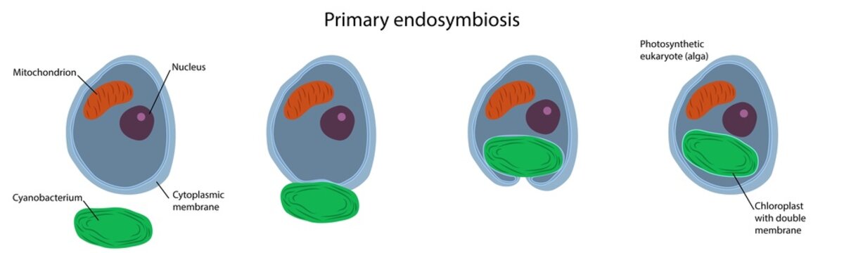 Endosymbiosis Images – Browse 40 Stock Photos, Vectors, and Video ...
