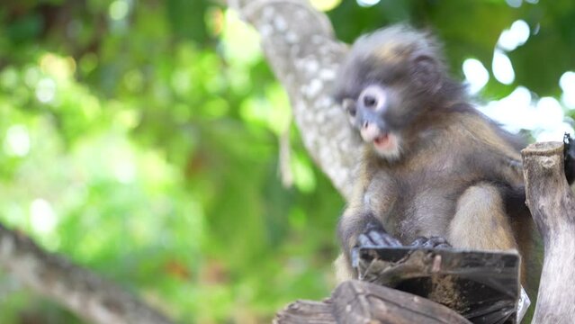 Monkey Up Images – Browse 20,589 Stock Photos, Vectors, and Video ...