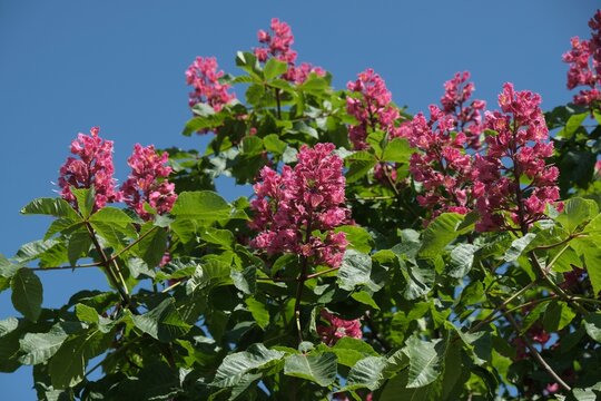 รูปภาพCarnea – เลือกดูภาพถ่ายสต็อก เวกเตอร์ และวิดีโอ2,042 | Adobe Stock