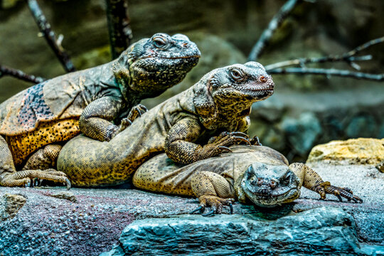 Imágenes de Saurio: descubre bancos de fotos, ilustraciones, vectores y ...