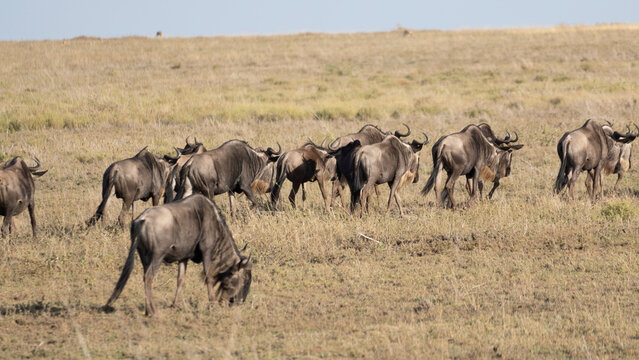 Gnu-Herde Bilder – Durchsuchen 21,436 Archivfotos, Vektorgrafiken und ...