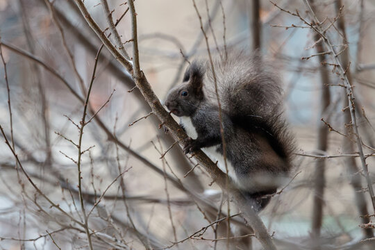 yanosh_nemesh 사진, 이미지, 에셋 | Adobe Stock