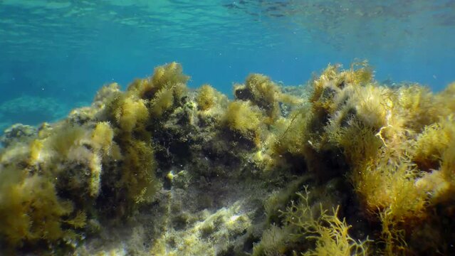 Parda Images – Browse 376 Stock Photos, Vectors, and Video | Adobe Stock