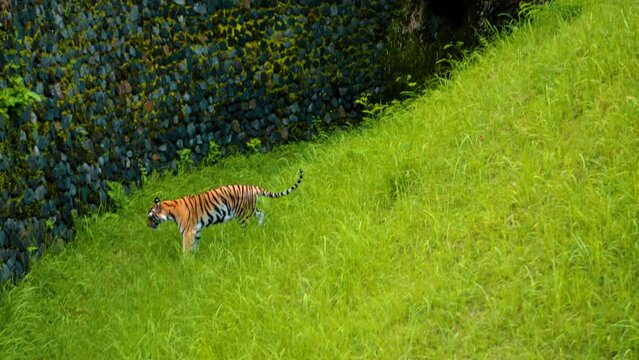 "Running Tiger" Bilder – Durchsuchen 121 Archivfotos, Vektorgrafiken ...