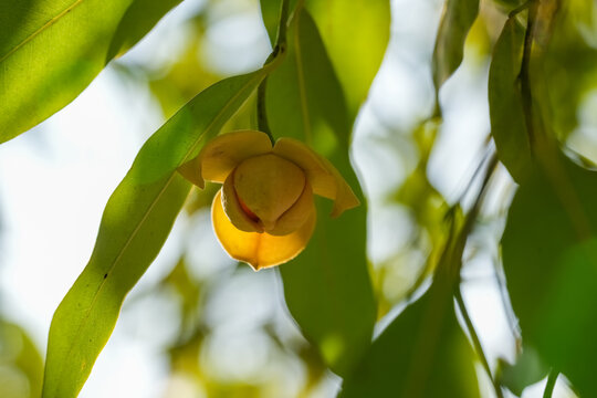รูปภาพRumdul – เลือกดูภาพถ่ายสต็อก เวกเตอร์ และวิดีโอ388 | Adobe Stock
