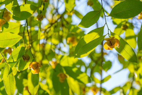 รูปภาพRumdul – เลือกดูภาพถ่ายสต็อก เวกเตอร์ และวิดีโอ388 | Adobe Stock