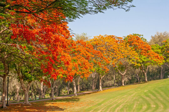 "Flame Trees" Images – Browse 74 Stock Photos, Vectors, and Video ...