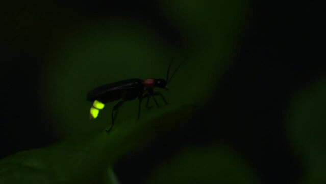 Fireflies Images – Browse 66,560 Stock Photos, Vectors, and Video ...