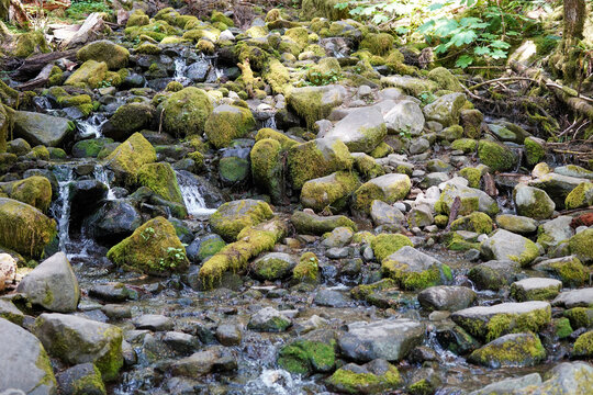 Rocheuses bilder – Bläddra bland 2,509 stockfoton, vektorer och videor ...