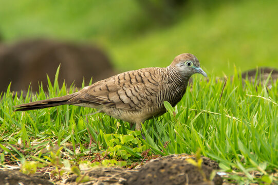 รูปภาพKurokutok – เลือกดูภาพถ่ายสต็อก เวกเตอร์ และวิดีโอ1,856 | Adobe Stock