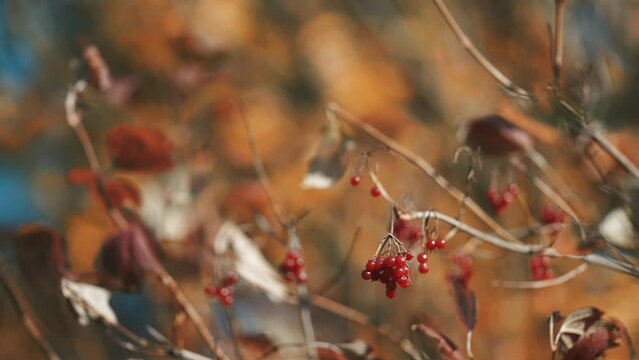 Kalyna Images – Browse 351 Stock Photos, Vectors, and Video | Adobe Stock