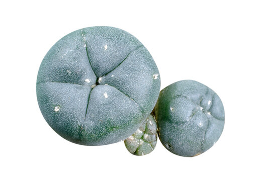 Meskalin bilder – Bläddra bland 907 stockfoton, vektorer och videor ...