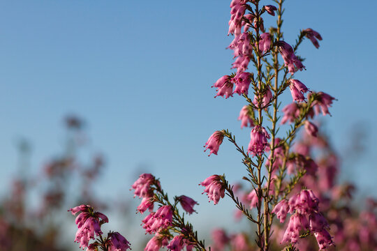 Heath Imagens – Procure 45,329 fotos, vetores e vídeos | Adobe Stock