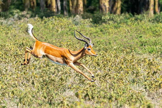 African Impala Jumping
