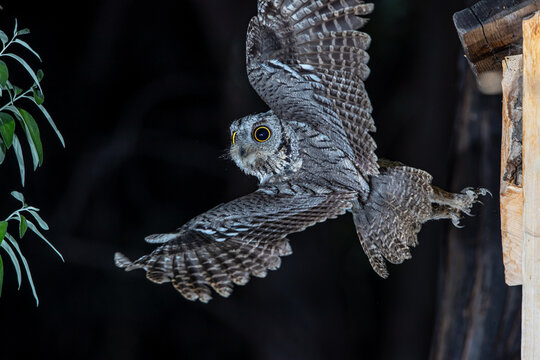 Eastern Screech Owl Flying