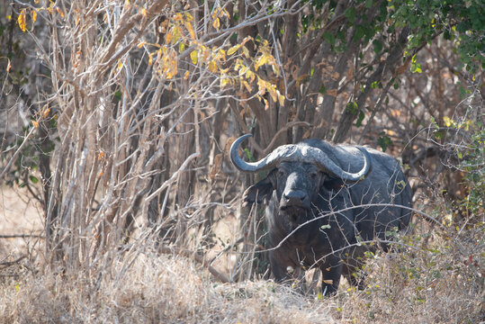 「Gnus」の写真素材 | 2,604件の無料イラスト画像 | Adobe Stock