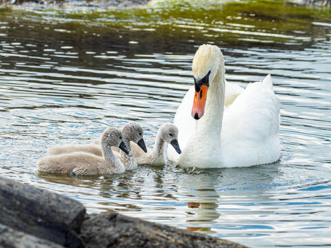 Cygnet Images – Browse 23,480 Stock Photos, Vectors, and Video | Adobe ...