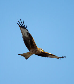 Flugdrachen Bilder – Durchsuchen 99,315 Archivfotos, Vektorgrafiken und ...