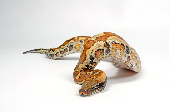 Tigerpython bilder – Bläddra bland 124 stockfoton, vektorer och videor ...