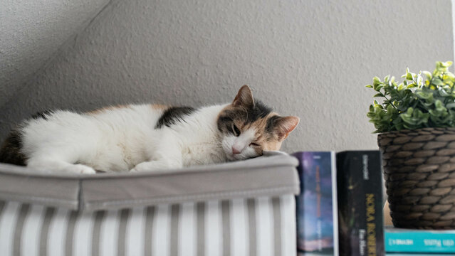 Felino 画像 - 参照 48,776 Stock 写真、ベクターおよびビデオ | Adobe Stock