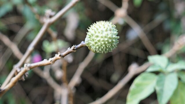 "Spiky Fruit" Images – Browse 39 Stock Photos, Vectors, and Video ...