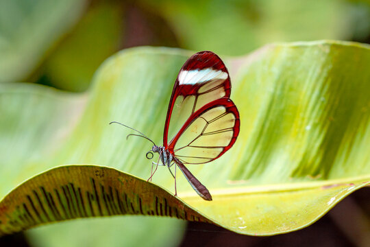 รูปภาพGlasswing – เลือกดูภาพถ่ายสต็อก เวกเตอร์ และวิดีโอ1,021 | Adobe Stock