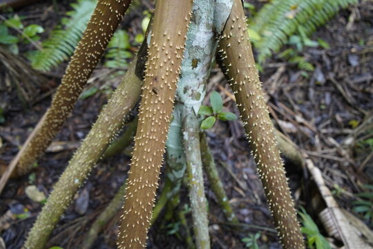 Socratea Images – Browse 28 Stock Photos, Vectors, and Video | Adobe Stock