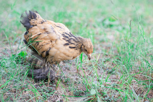 Riesenhuhn Bilder – Durchsuchen 1,811 Archivfotos, Vektorgrafiken und ...