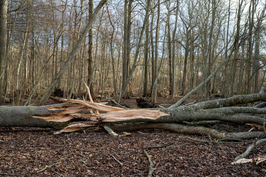 "Destroyed Forest" Bilder – Durchsuchen 890 Archivfotos, Vektorgrafiken ...