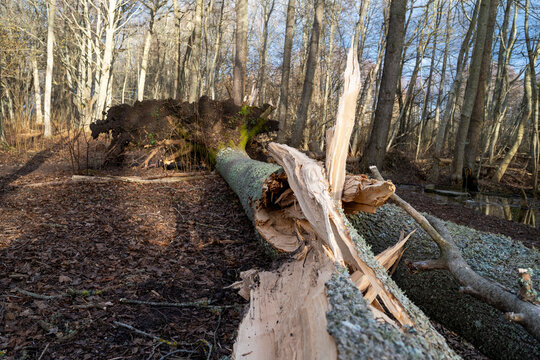 "Destroyed Forest" Bilder – Durchsuchen 890 Archivfotos, Vektorgrafiken ...