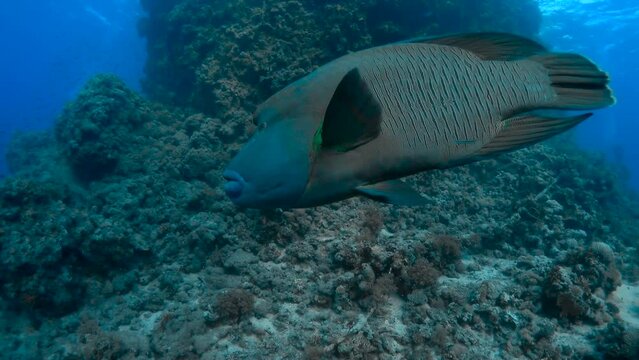 "Napoleon Fish" Images – Browse 5,758 Stock Photos, Vectors, and Video ...