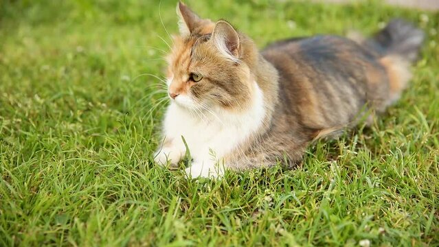 Cat Sneak Images – Browse 10,391 Stock Photos, Vectors, and Video ...