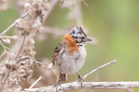 Chincol Images – Browse 41 Stock Photos, Vectors, and Video | Adobe Stock