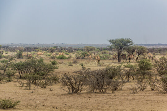 Imagens de Jijiga – Explore Fotografias do Stock, Vetores e Vídeos de ...