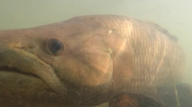 Turbid Images – Browse 18,559 Stock Photos, Vectors, and Video | Adobe ...