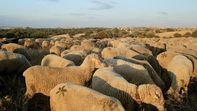 Merino Sheep Images – Browse 22,723 Stock Photos, Vectors, and Video ...