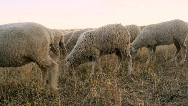 "Merino Sheep" Images – Browse 19,932 Stock Photos, Vectors, and Video ...