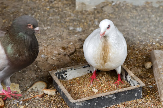 Piegon bilder – Bläddra bland 259 stockfoton, vektorer och videor ...