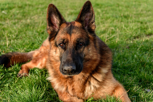 Pervaded Images – Browse 14,516 Stock Photos, Vectors, and Video ...