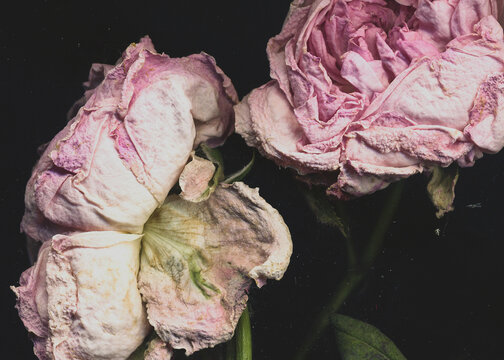 Decadence Images – Browse 7,401 Stock Photos, Vectors, and Video ...