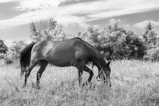 Horse Running Forward Images – Browse 5,002 Stock Photos, Vectors, and ...