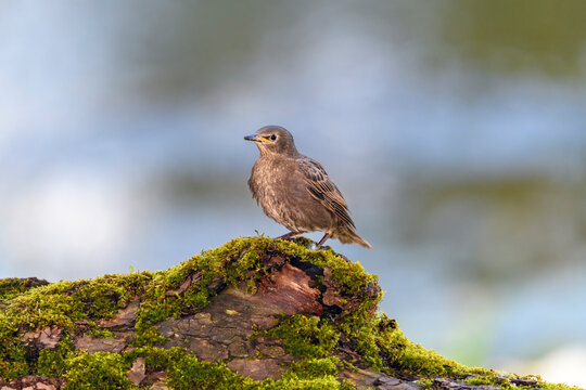 Vertebrat Images – Browse 543,512 Stock Photos, Vectors, and Video ...