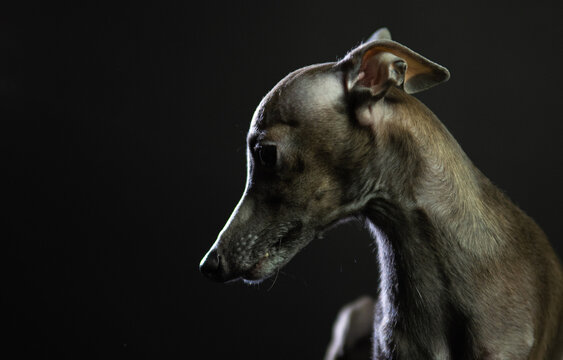 รูปภาพLevretka – เลือกดูภาพถ่ายสต็อก เวกเตอร์ และวิดีโอ88 | Adobe Stock