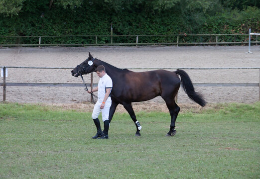 Springpferde Bilder – Durchsuchen 981 Archivfotos, Vektorgrafiken und ...