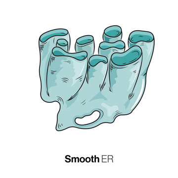 Endoplasmic Reticulum Clipart